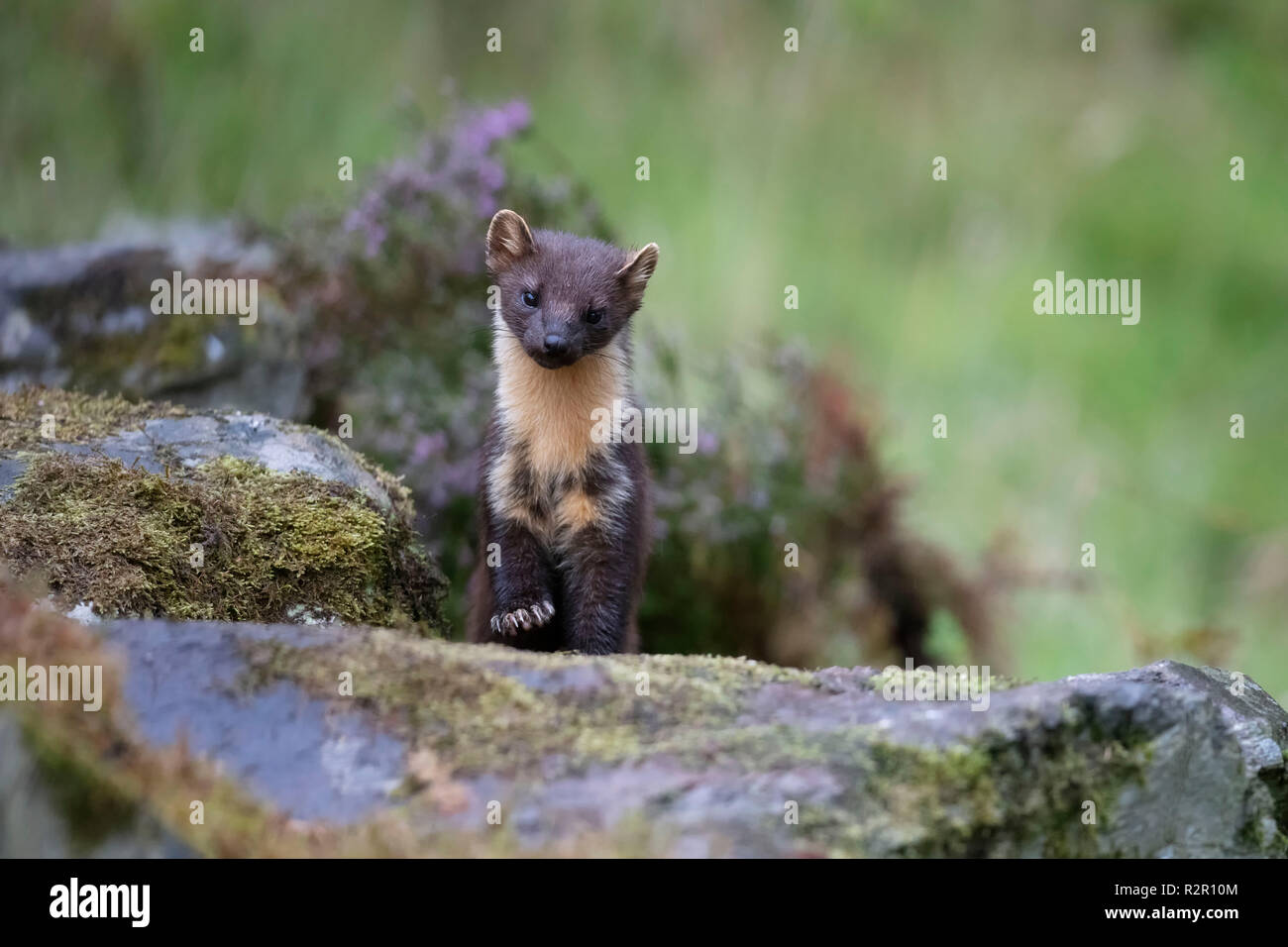 Animals in daylight hi-res stock photography and images - Alamy