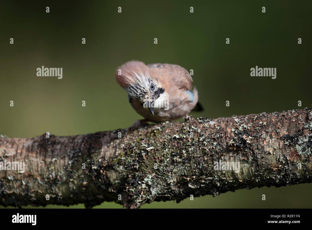 Young jay bird Stock Photo - Alamy