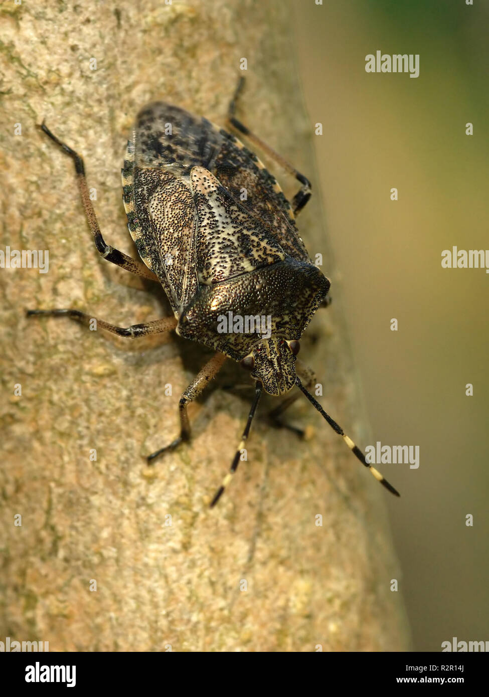 gray garden bug Stock Photo - Alamy