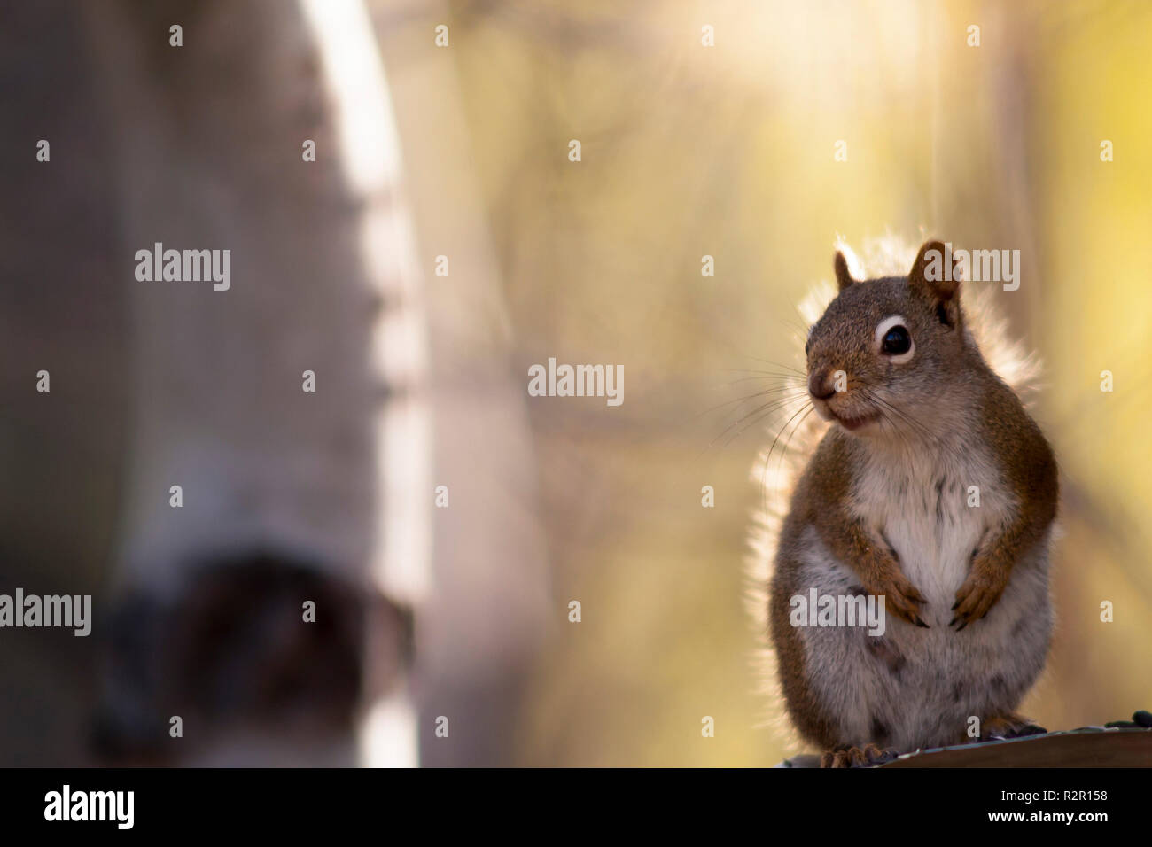 Squirrel in forest backlit, Weaselhead Park, Calgary, Alberta, Canada ...