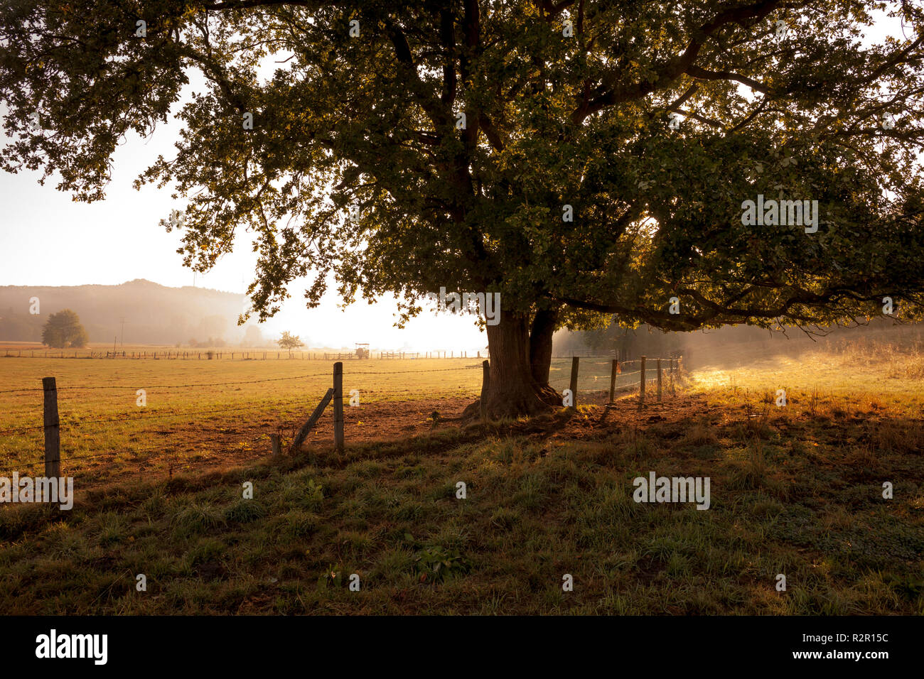 Pasture in the mohne valley hi-res stock photography and images - Alamy