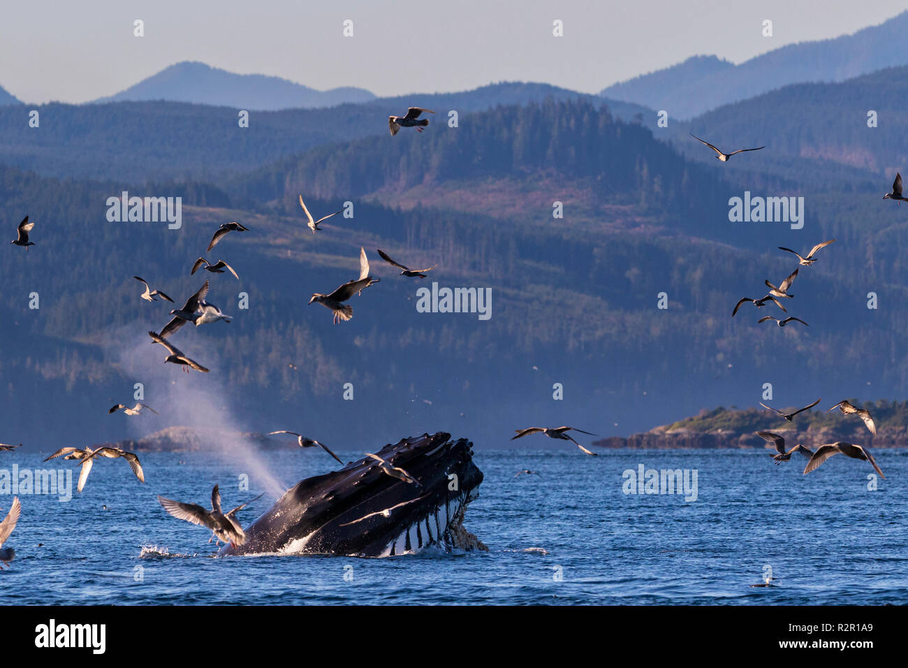 Humpback whale feeding vancouver hi-res stock photography and images ...