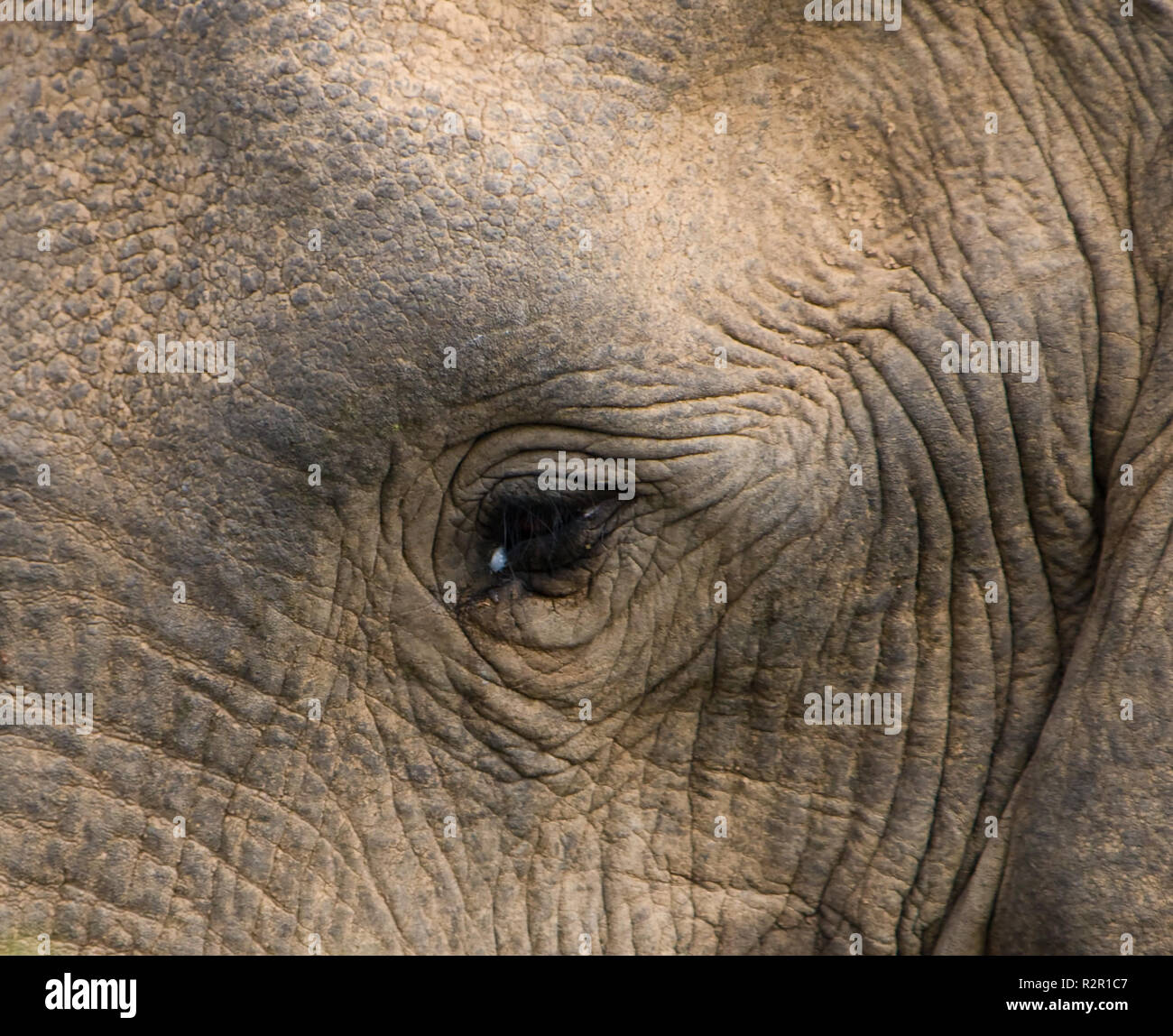 eye of the elephant Stock Photo - Alamy
