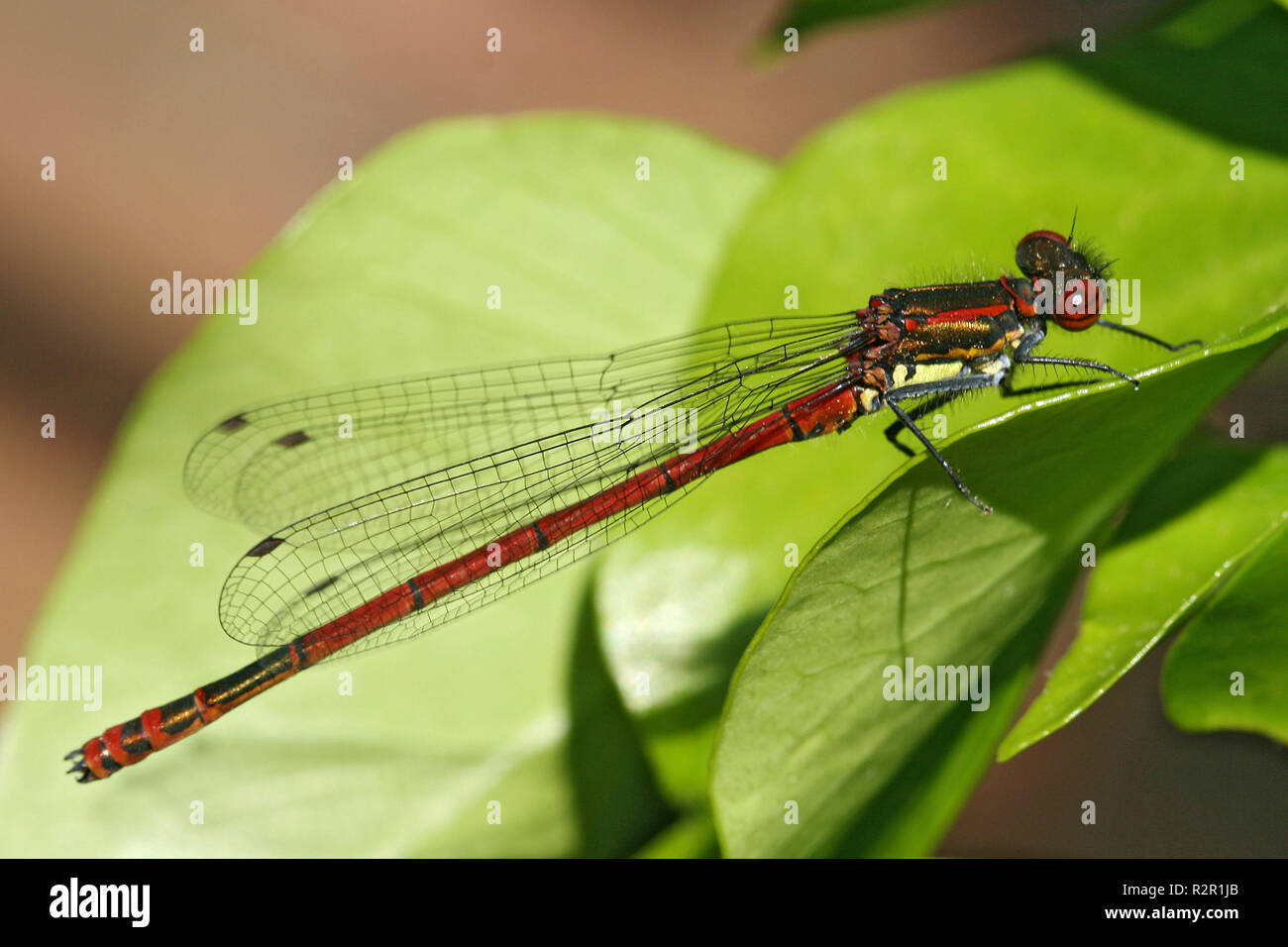 early adonis dragonfly Stock Photo - Alamy
