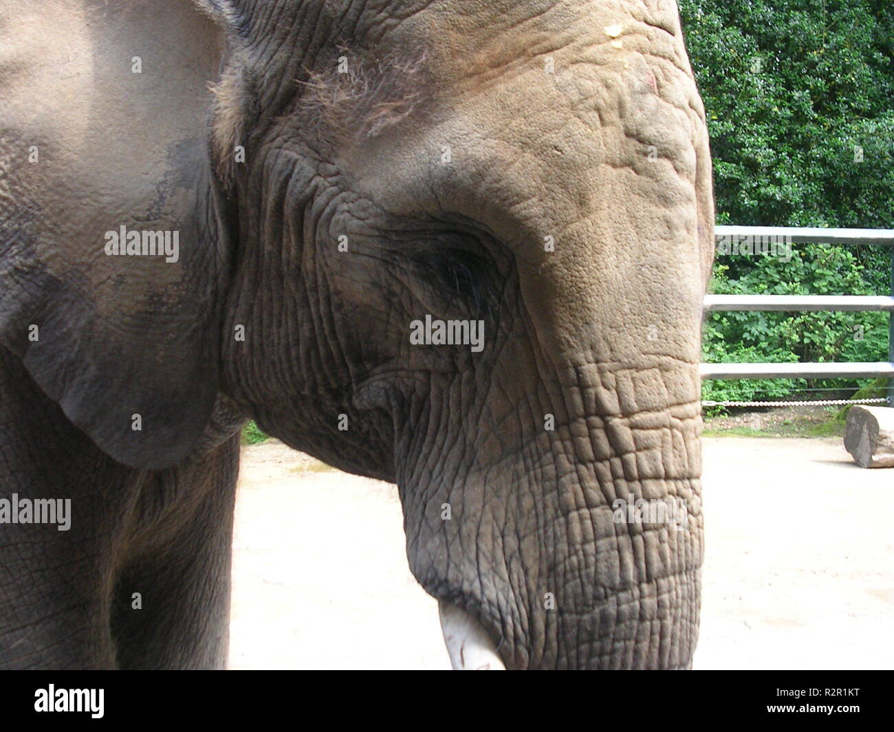 Elefantenhaut hi-res stock photography and images - Alamy