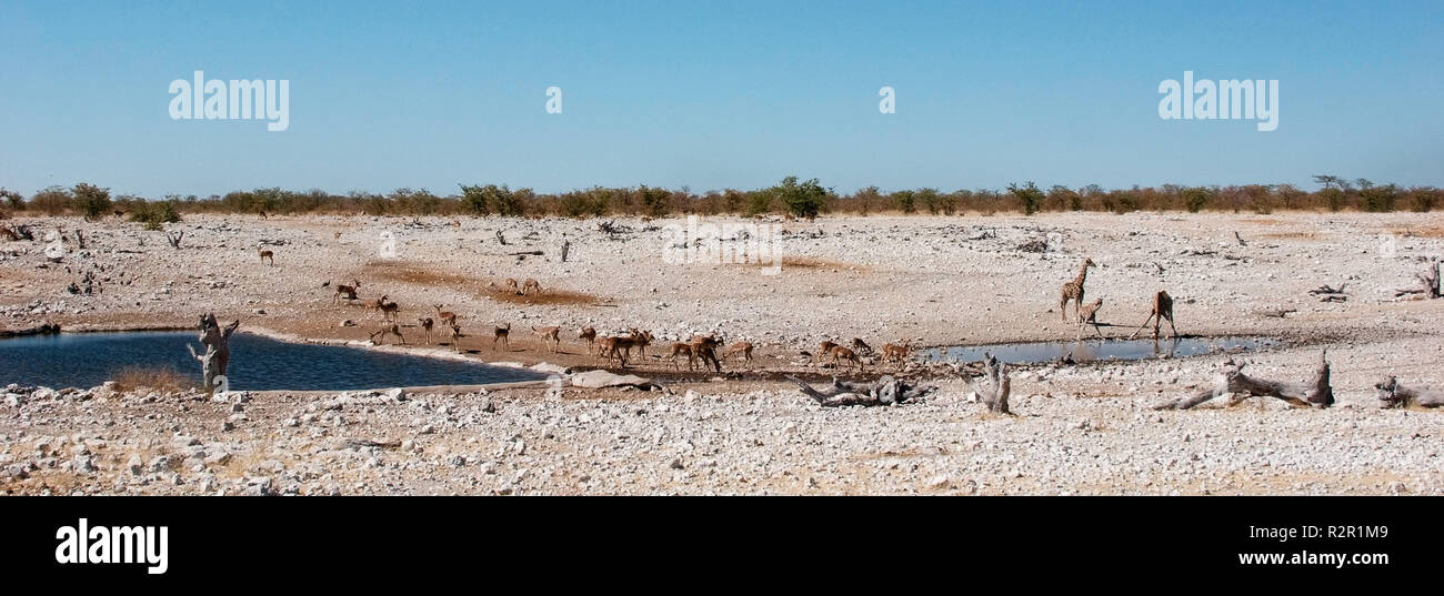 Africa namibia waterhole scenery countryside hi-res stock photography ...