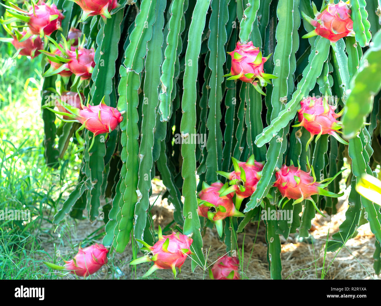 Dragon fruit tree with ripe red fruit on the tree for harvest. This is ...