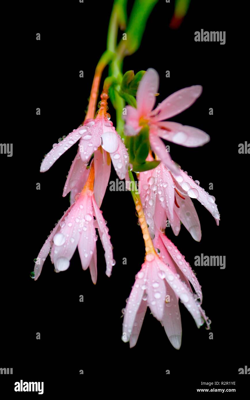 Hesperantha coccinea water hi-res stock photography and images - Alamy