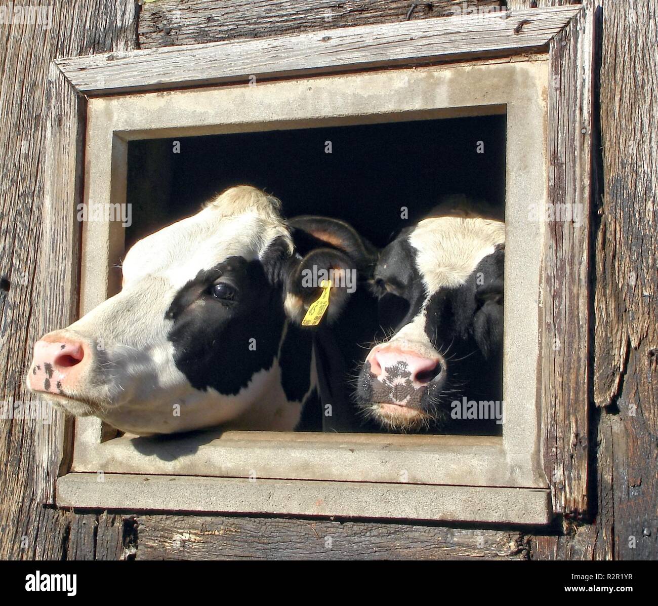 Caged Cow High Resolution Stock Photography and Images - Alamy