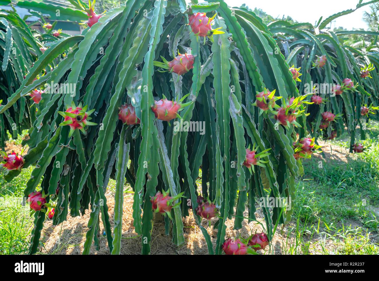 Dragon fruit tree with ripe red fruit on the tree for harvest. This is ...