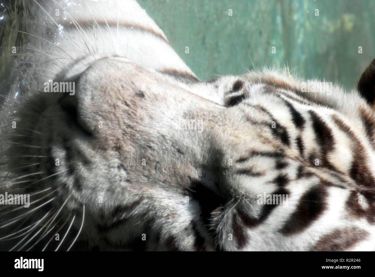 tiger goes swimming Stock Photo - Alamy