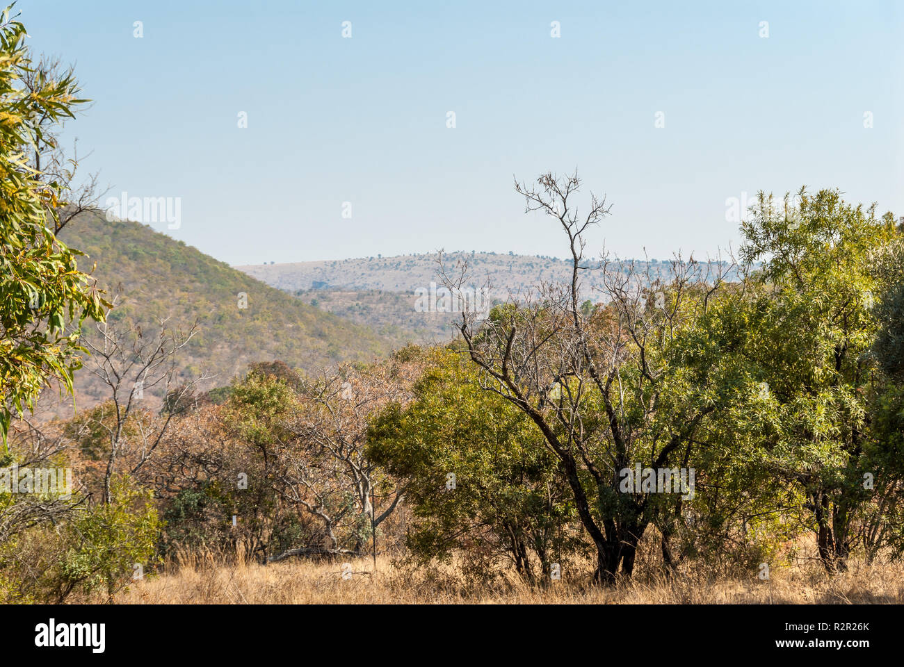 Kunkuru private lodge in the bush veld area of South Africa Stock Photo ...
