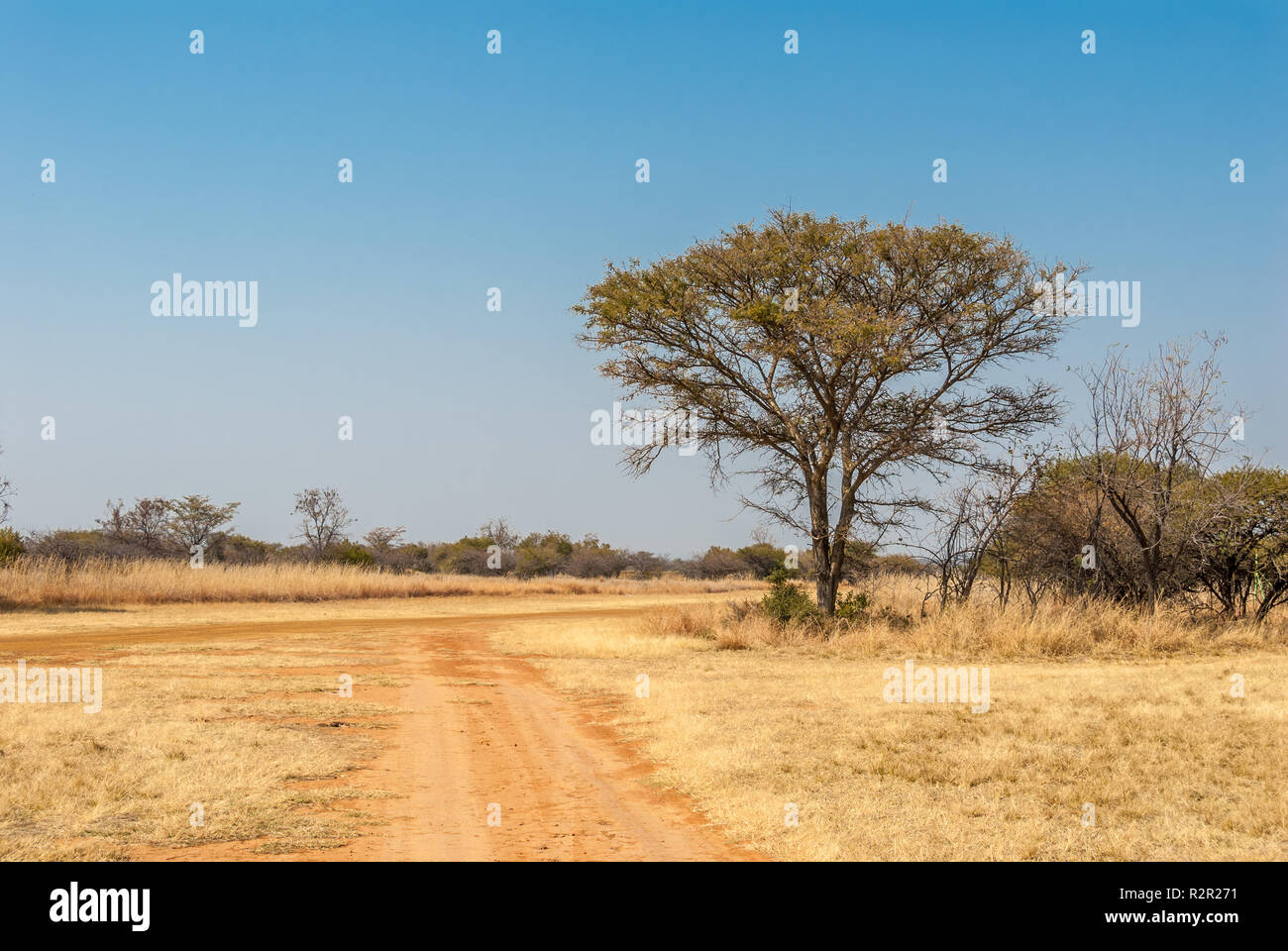 Kunkuru private lodge in the bush veld area of South Africa Stock Photo ...
