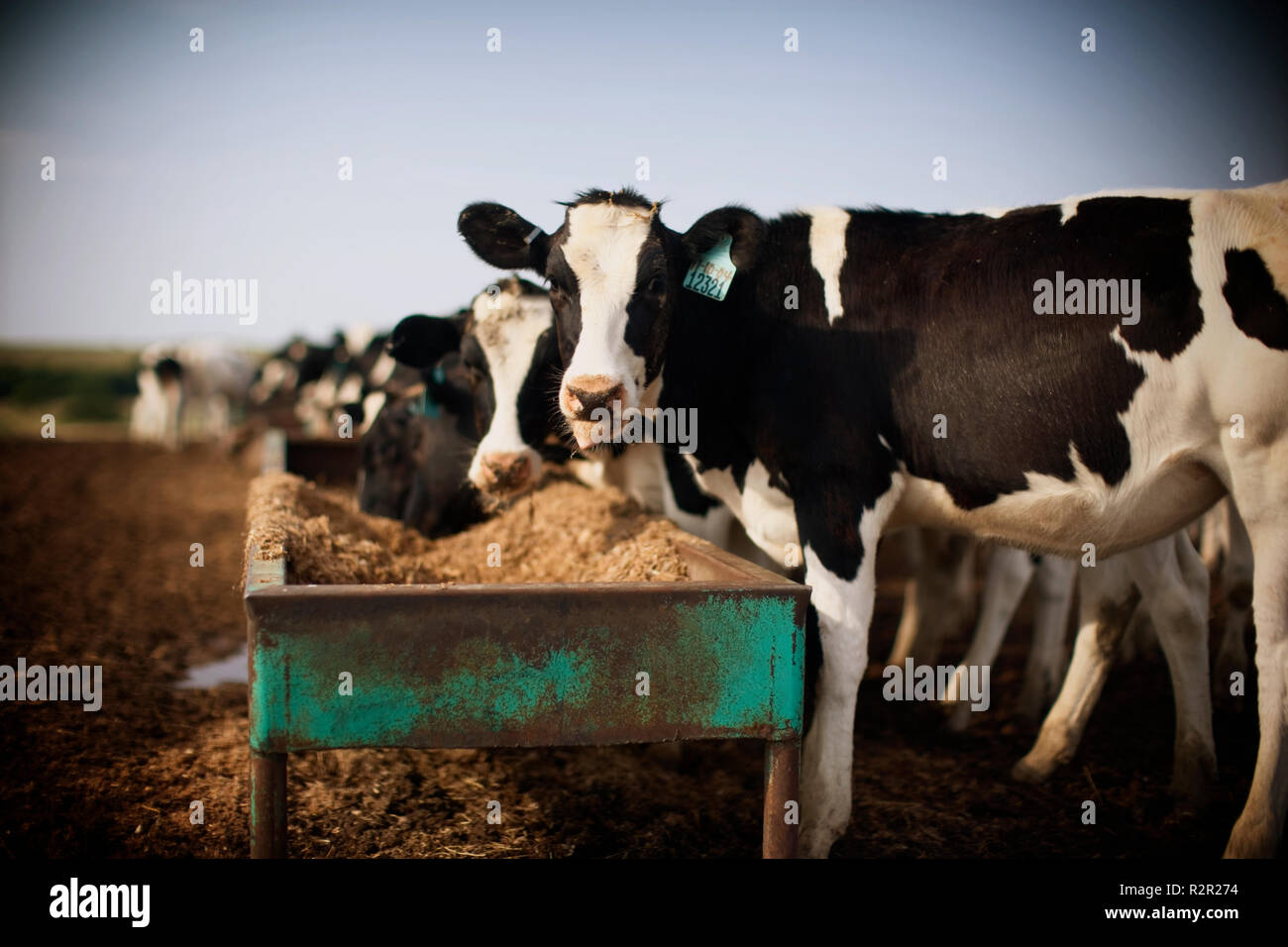 Side view of cows feeding from large trays Stock Photo - Alamy