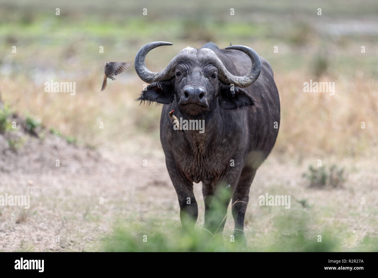 Mobbing behavior hi-res stock photography and images - Alamy