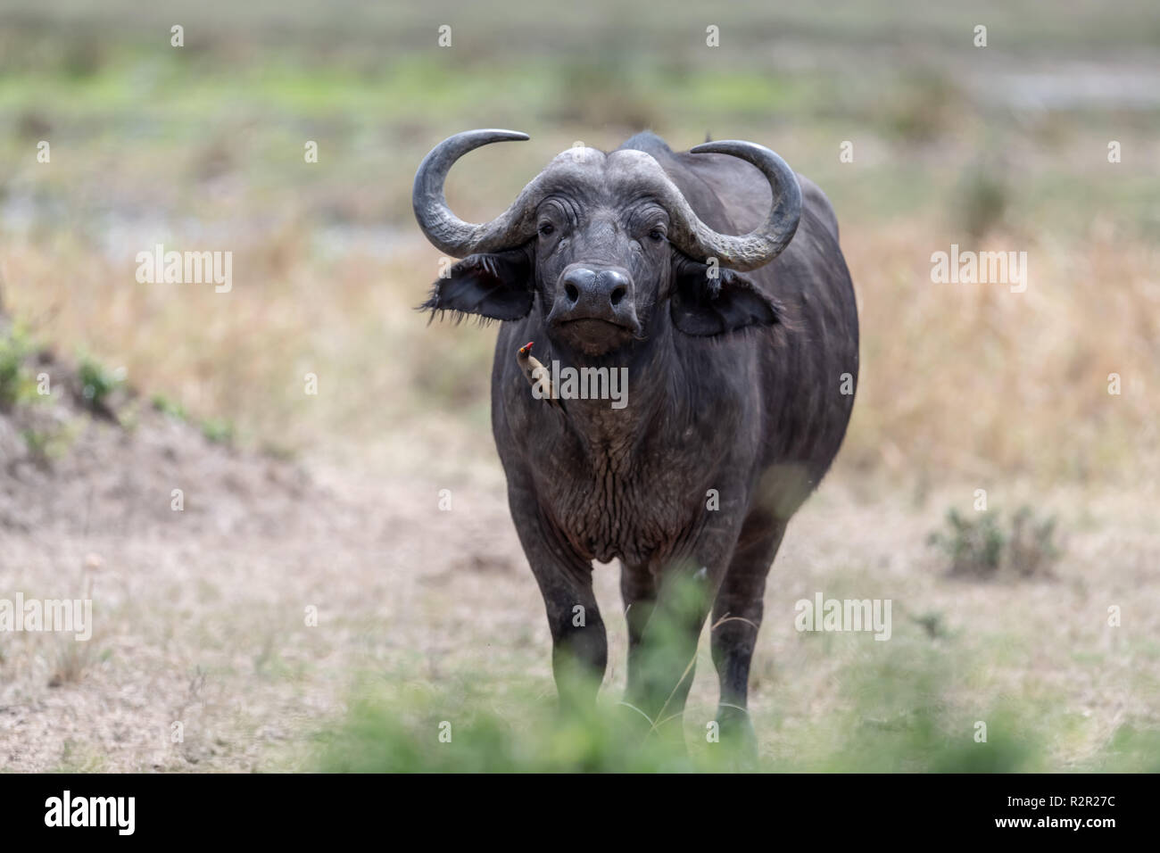 Cape buffalo (Syncerus caffer caffer) are some of the most dangerous ...