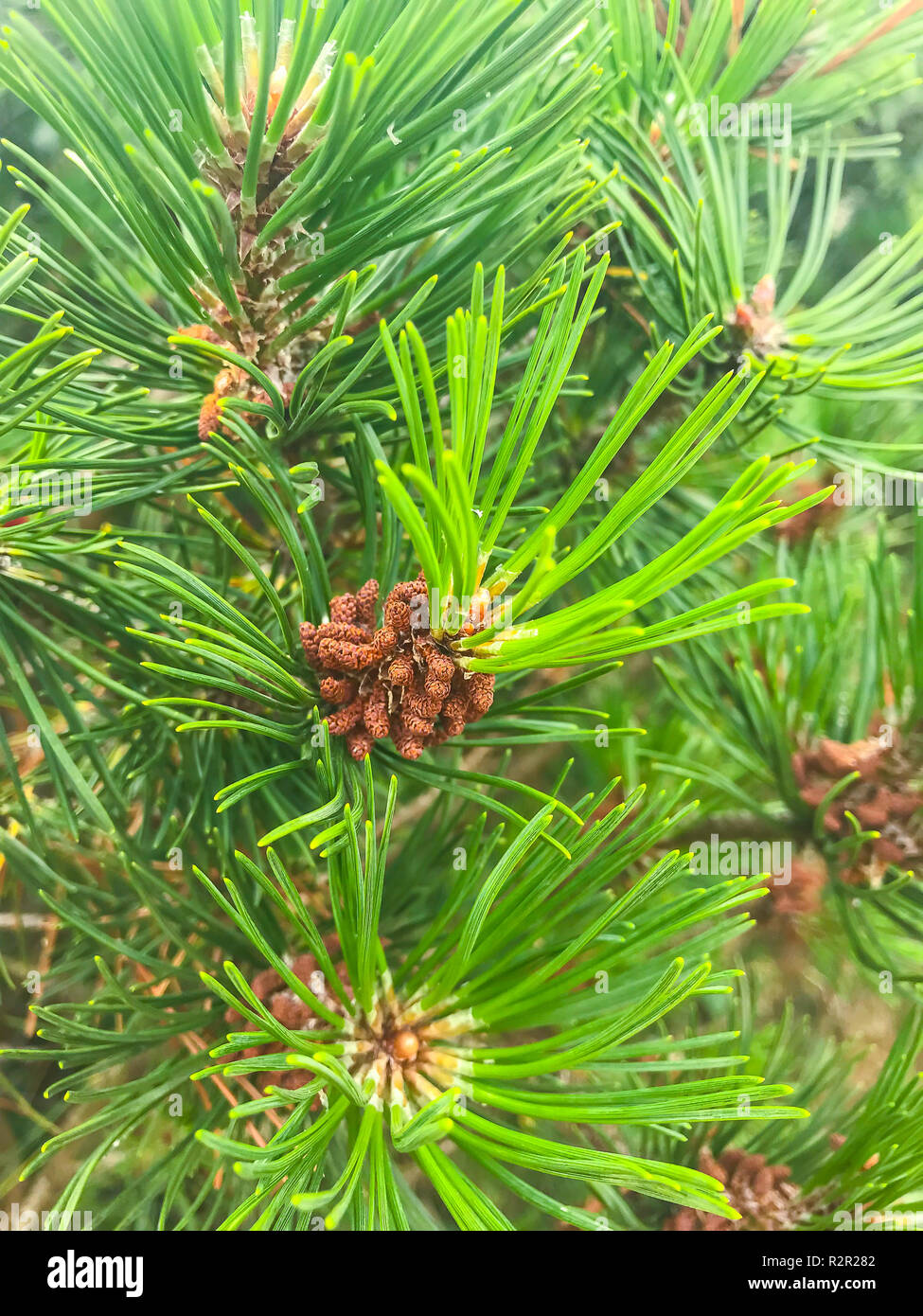 White pine pollen cone hi-res stock photography and images - Alamy