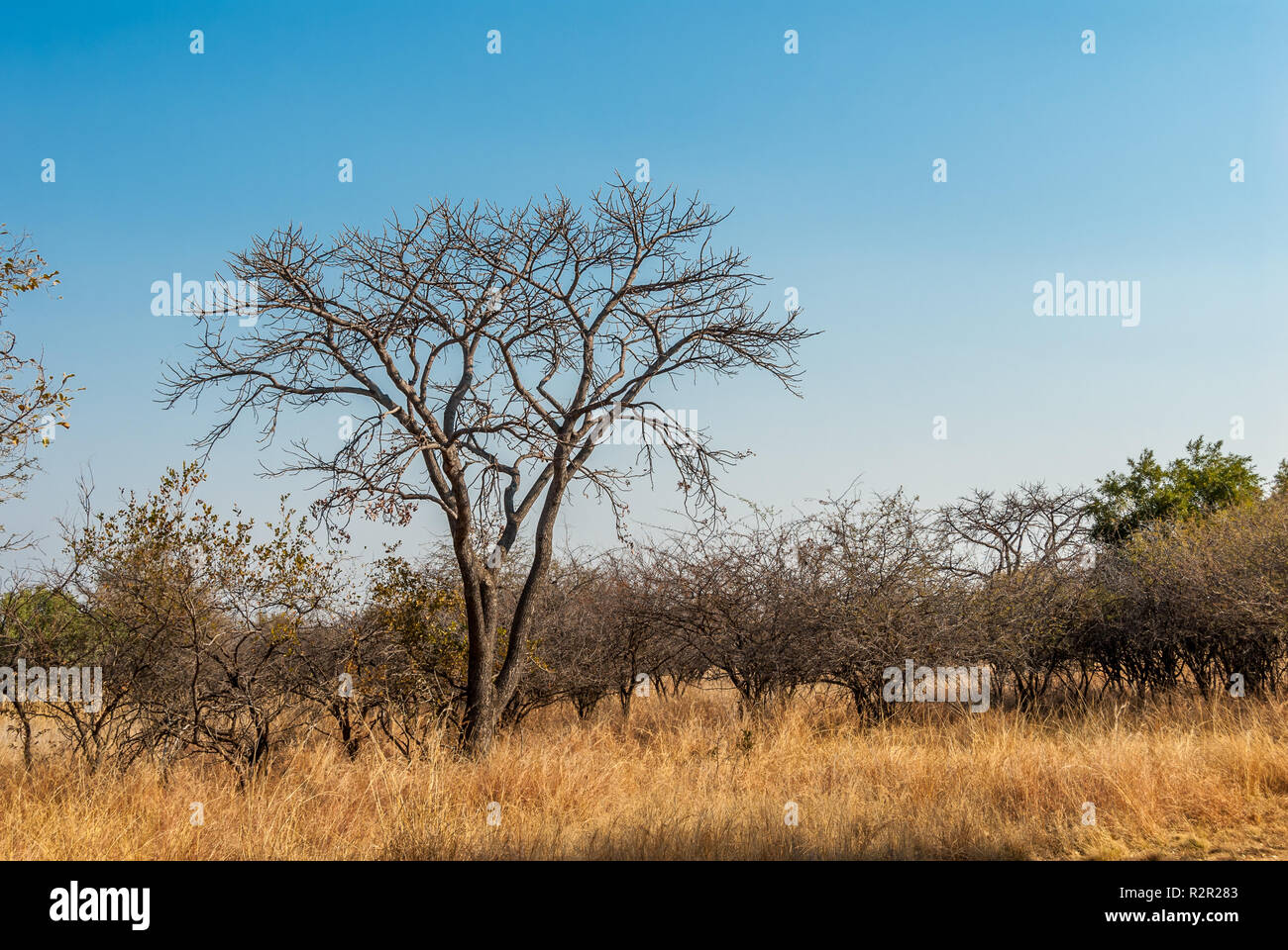 Kunkuru private lodge in the bush veld area of South Africa Stock Photo ...