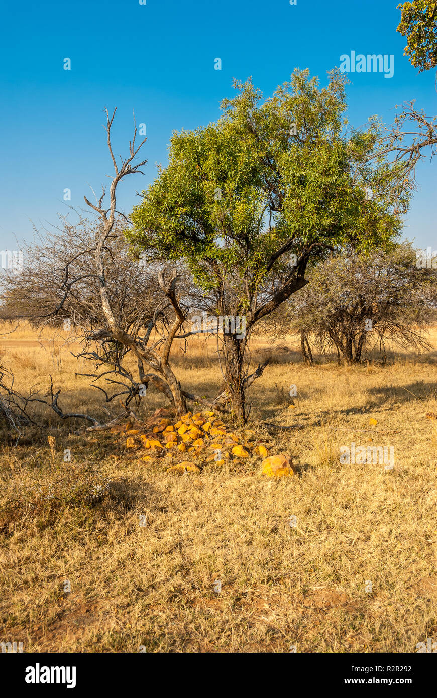 Kunkuru private lodge in the bush veld area of South Africa Stock Photo ...