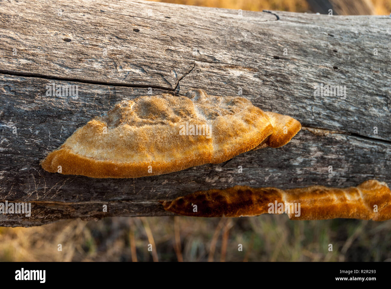 Kunkuru private lodge in the bush veld area of South Africa Stock Photo ...