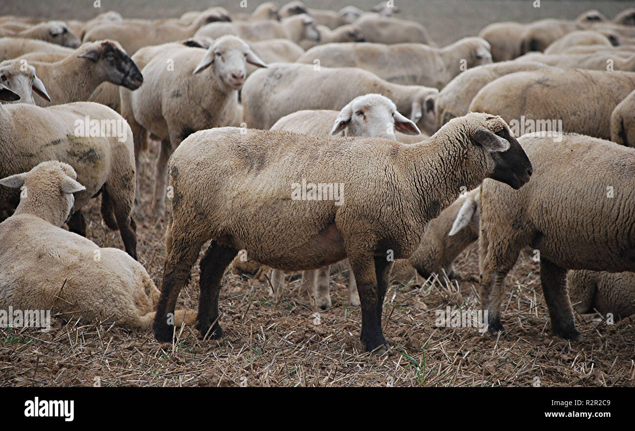 flock of sheep Stock Photo - Alamy