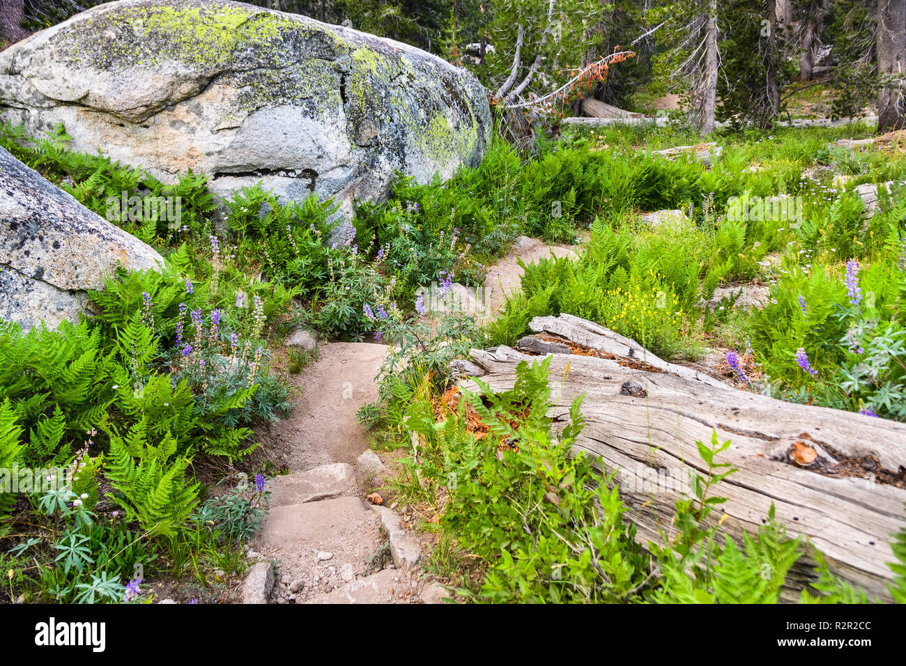 Ferns yosemite national park hi-res stock photography and images - Alamy
