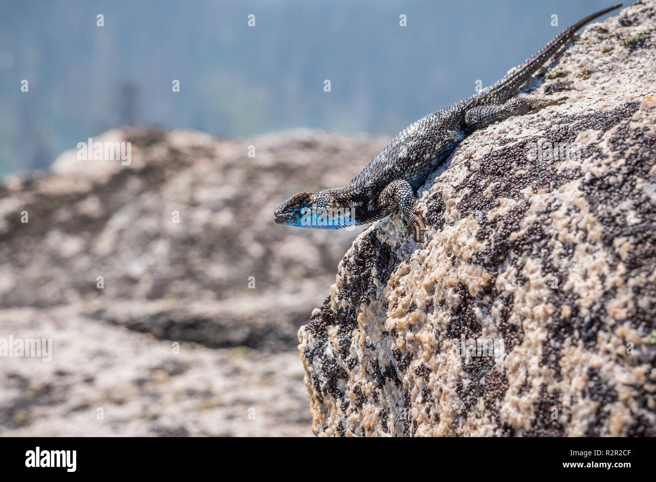 Blue bellied lizard (Sceloporus occidentalis) resting on a granite rock ...