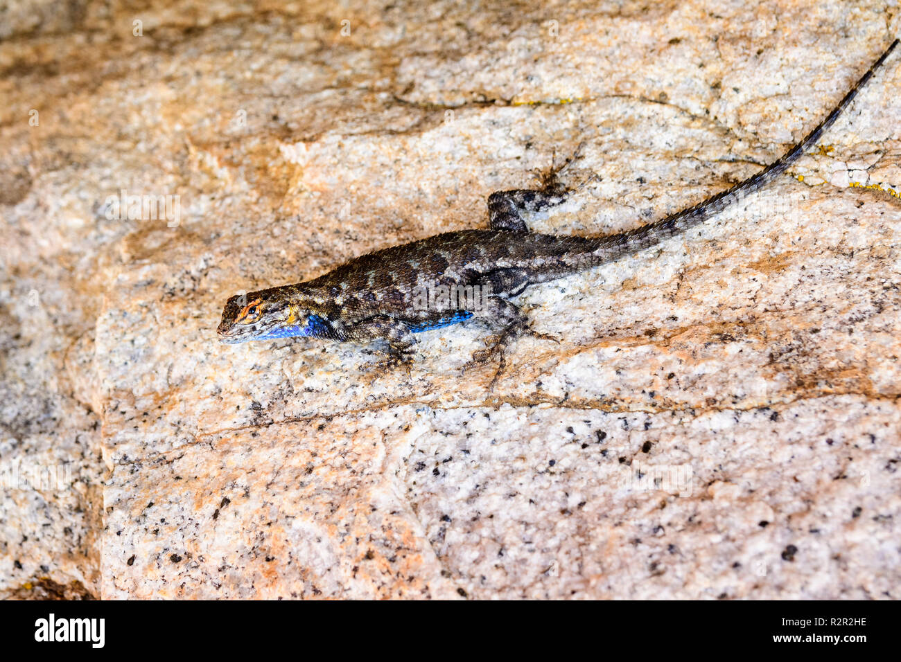 Blue bellied lizard (Sceloporus occidentalis) resting on a granite rock ...