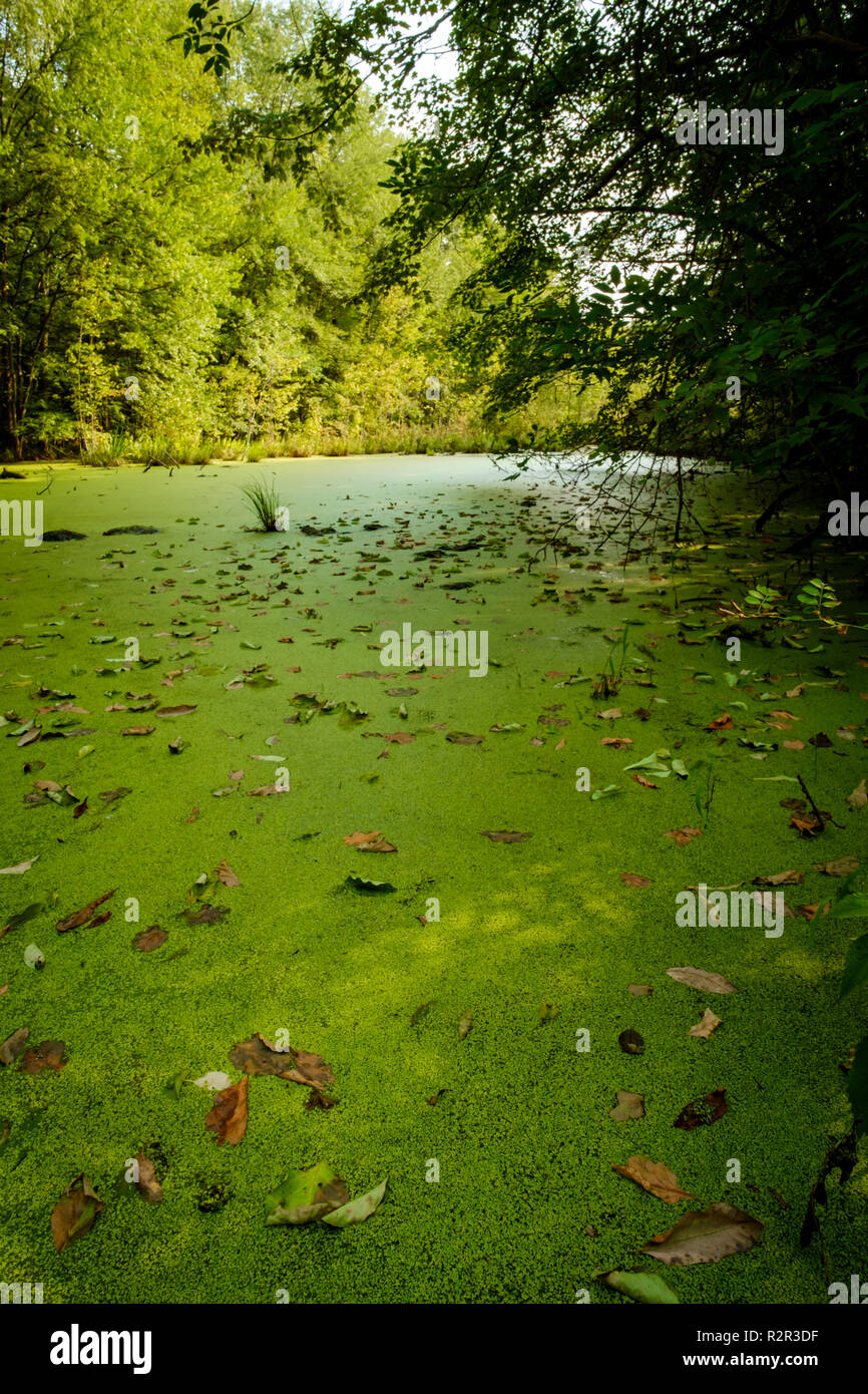 Marsh wetlands swamp green algae hi-res stock photography and images ...