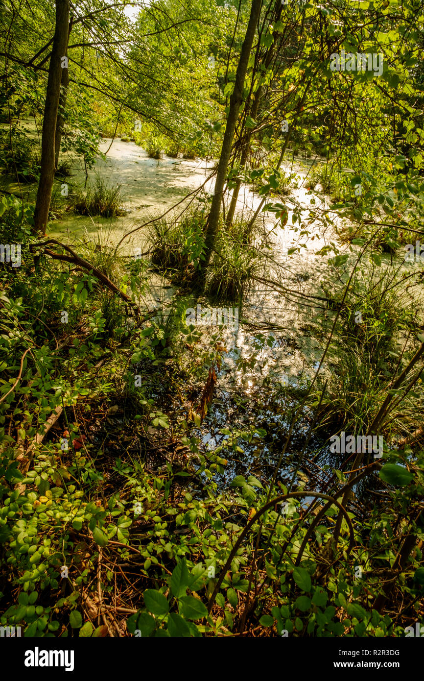 Marsh wetlands swamp green algae hi-res stock photography and images ...