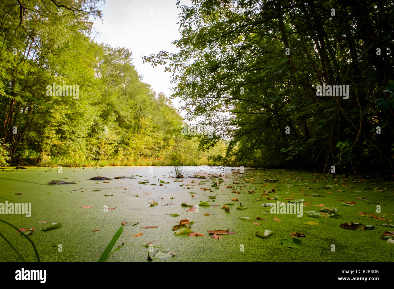 Marsh wetlands swamp green algae hi-res stock photography and images ...