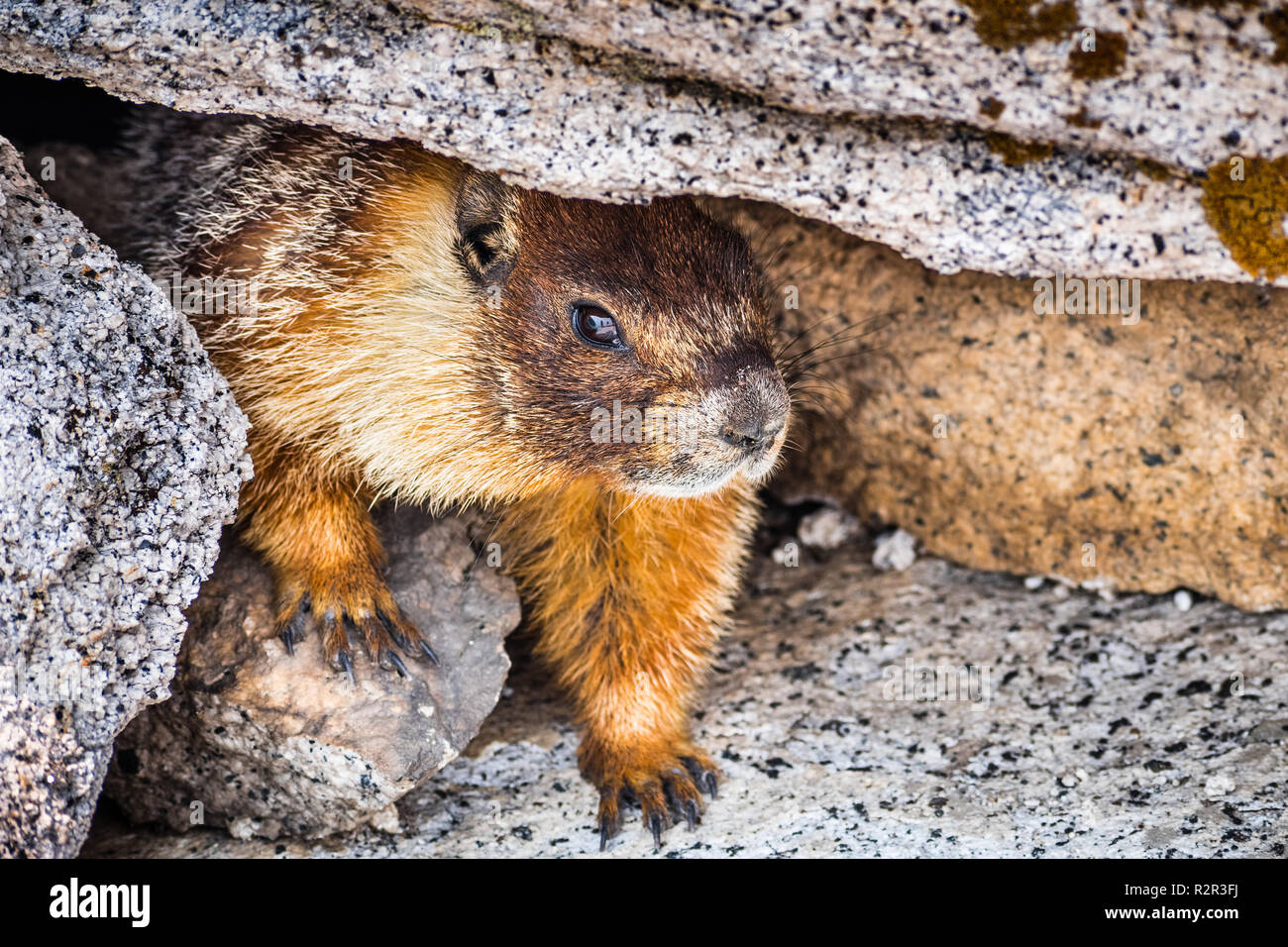 Close up of Yellow-bellied marmot hiding under a rock on top of Half ...