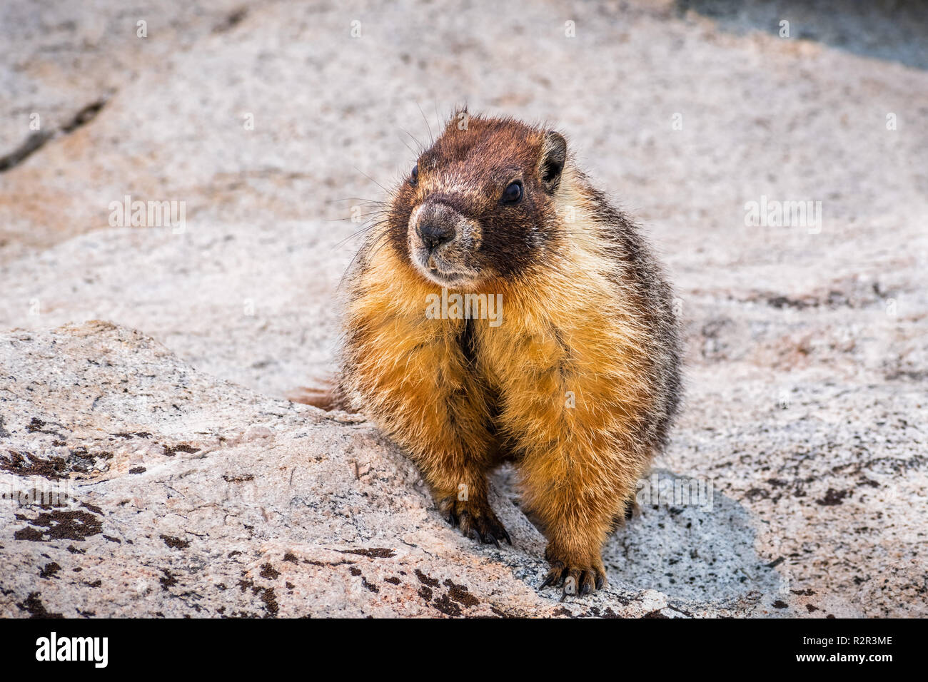 Yellow bellied hi-res stock photography and images - Alamy
