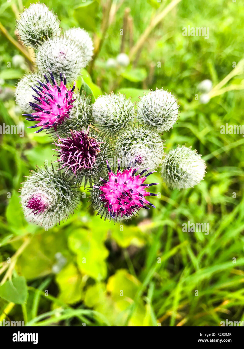 Medicinal plant Arctium lappa. Studio Photo Stock Photo - Alamy