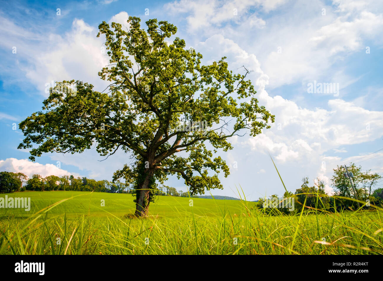 Tall magnificent oak tree in field on hot summer day Stock Photo - Alamy