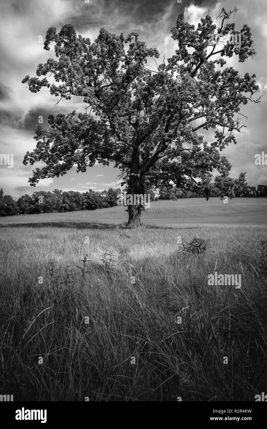 Tall magnificent oak tree in field on hot summer day Stock Photo - Alamy