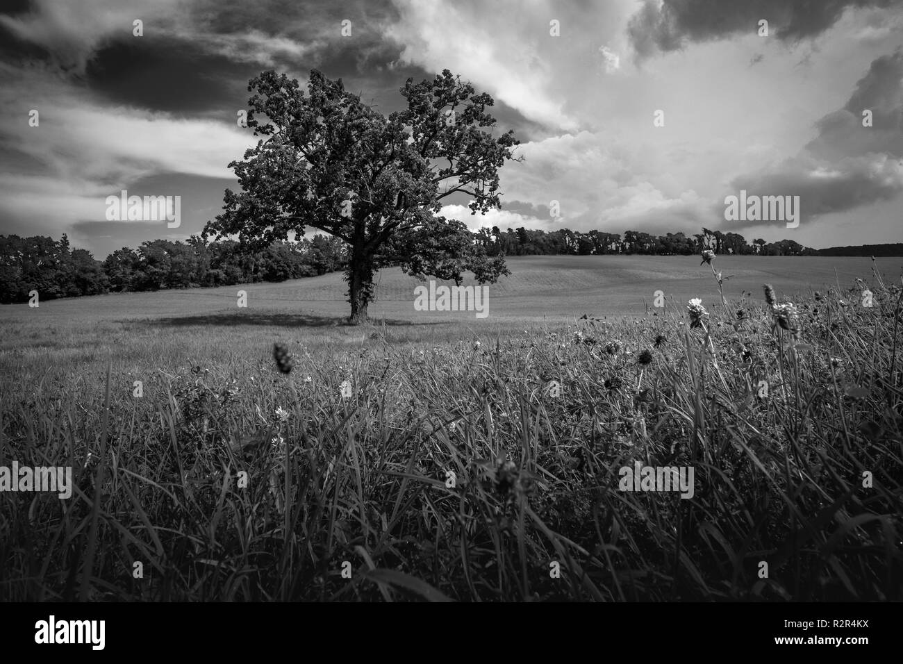 Tall magnificent oak tree in field on hot summer day Stock Photo - Alamy