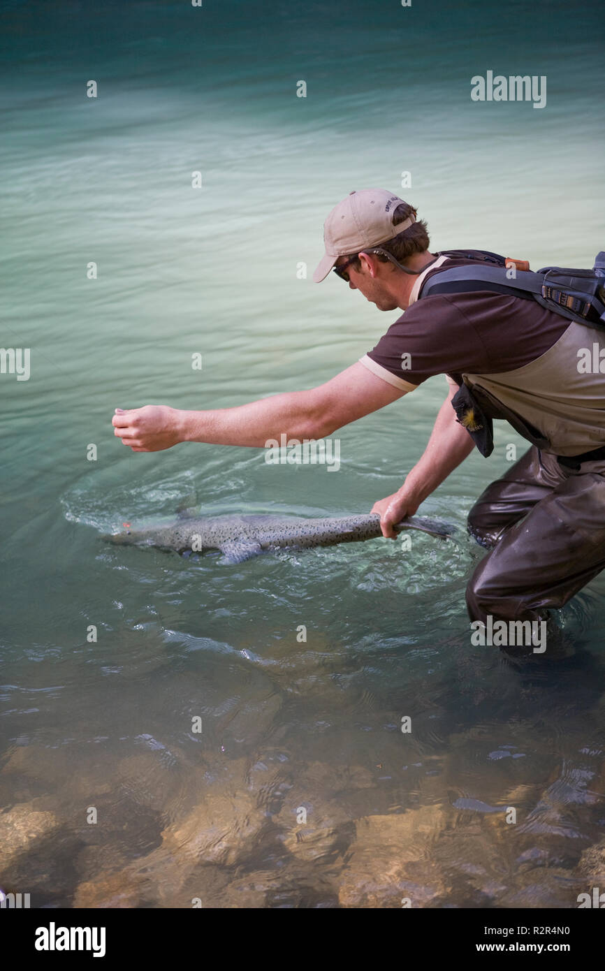 Man holding up a large fish in the water Stock Photo - Alamy