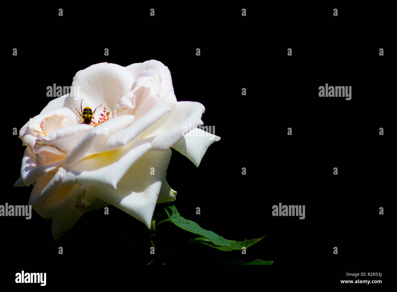 Salt spray rose flower hi-res stock photography and images - Alamy