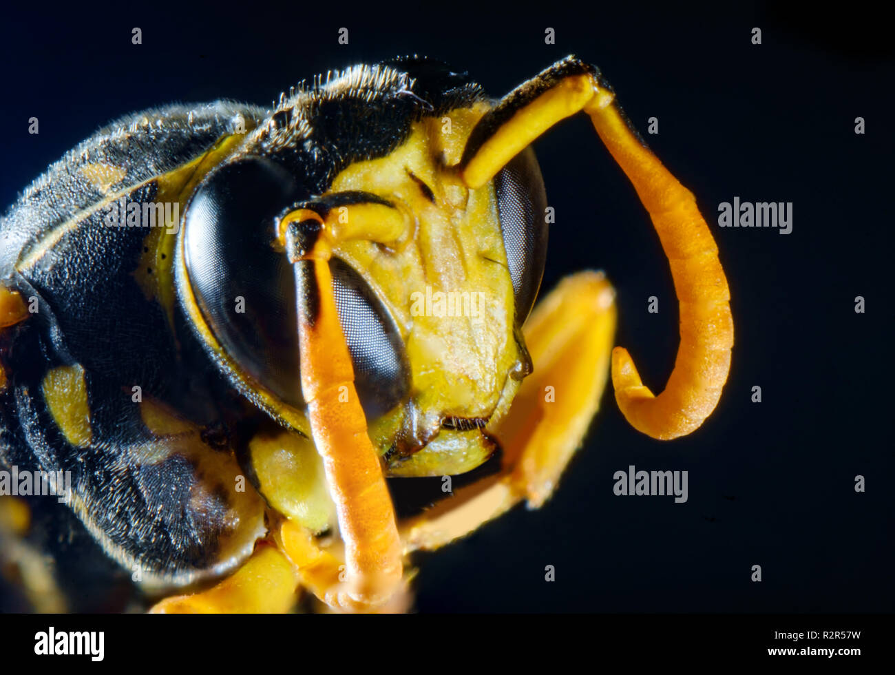 Eastern yellow jacket wasp hi-res stock photography and images - Alamy