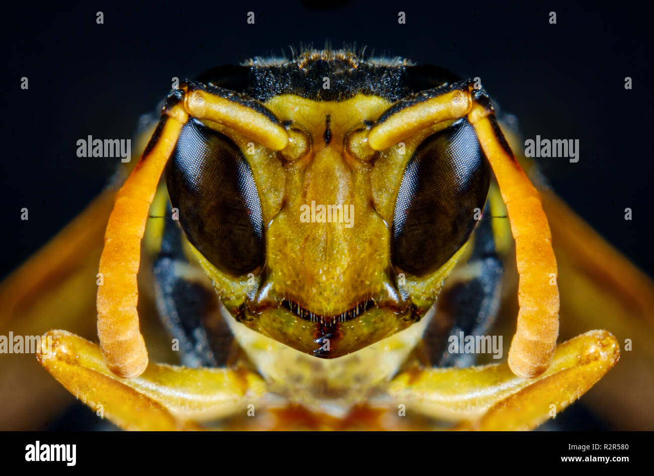 Extreme close up macro scary paper wasp eyes Stock Photo - Alamy