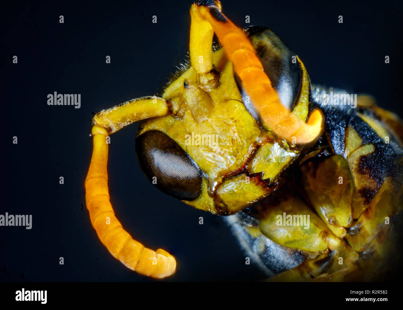 Extreme close up macro scary paper wasp eyes Stock Photo - Alamy