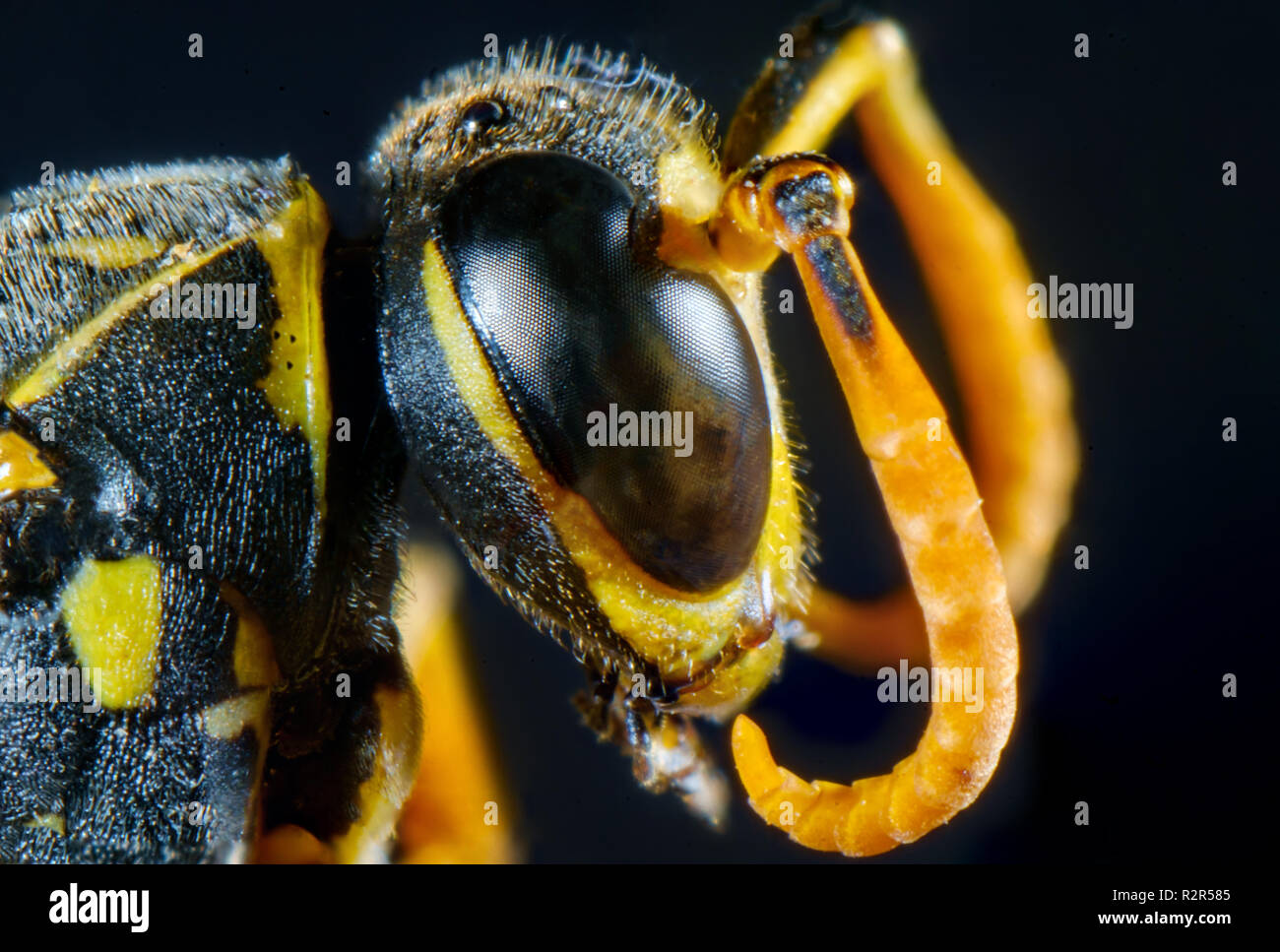 Extermination wasp hi-res stock photography and images - Alamy