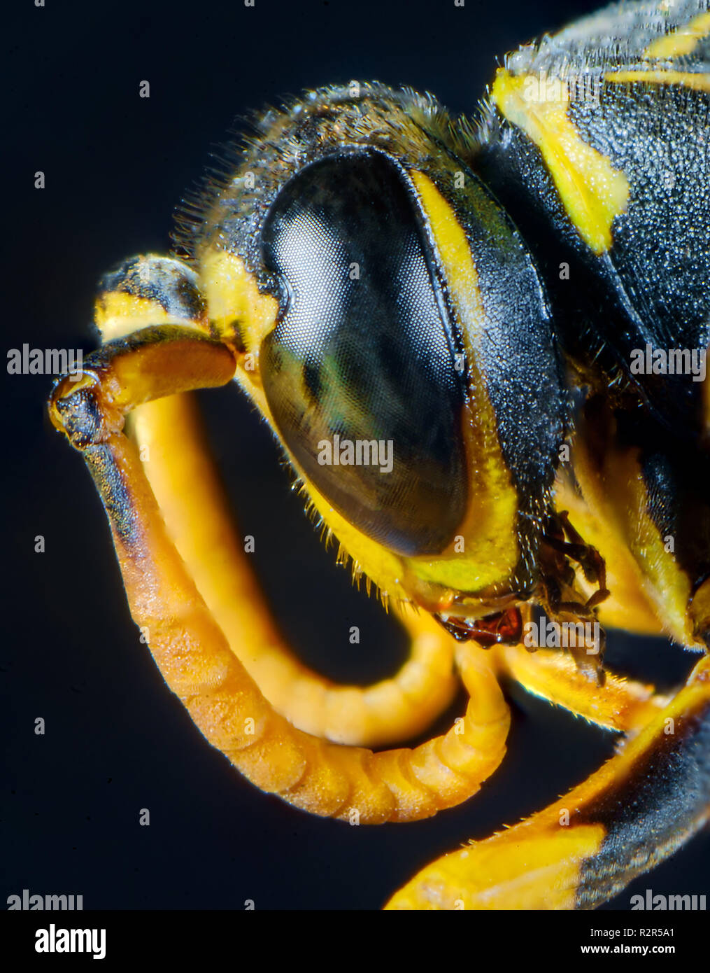 Extreme close up macro scary paper wasp eyes Stock Photo - Alamy