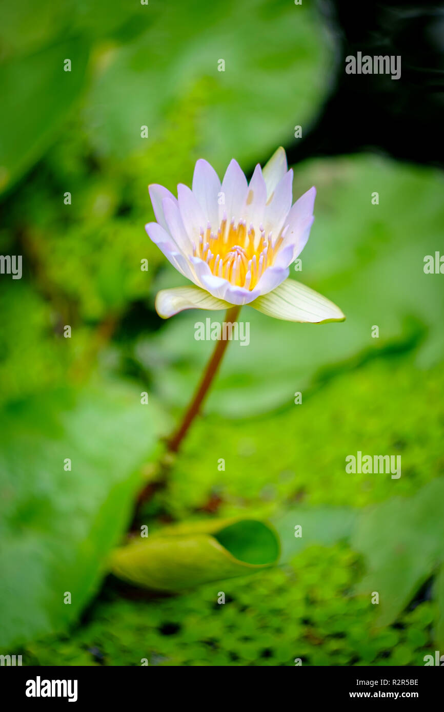 Closeup blue lotus flower with stylized shallow depth of field focus ...