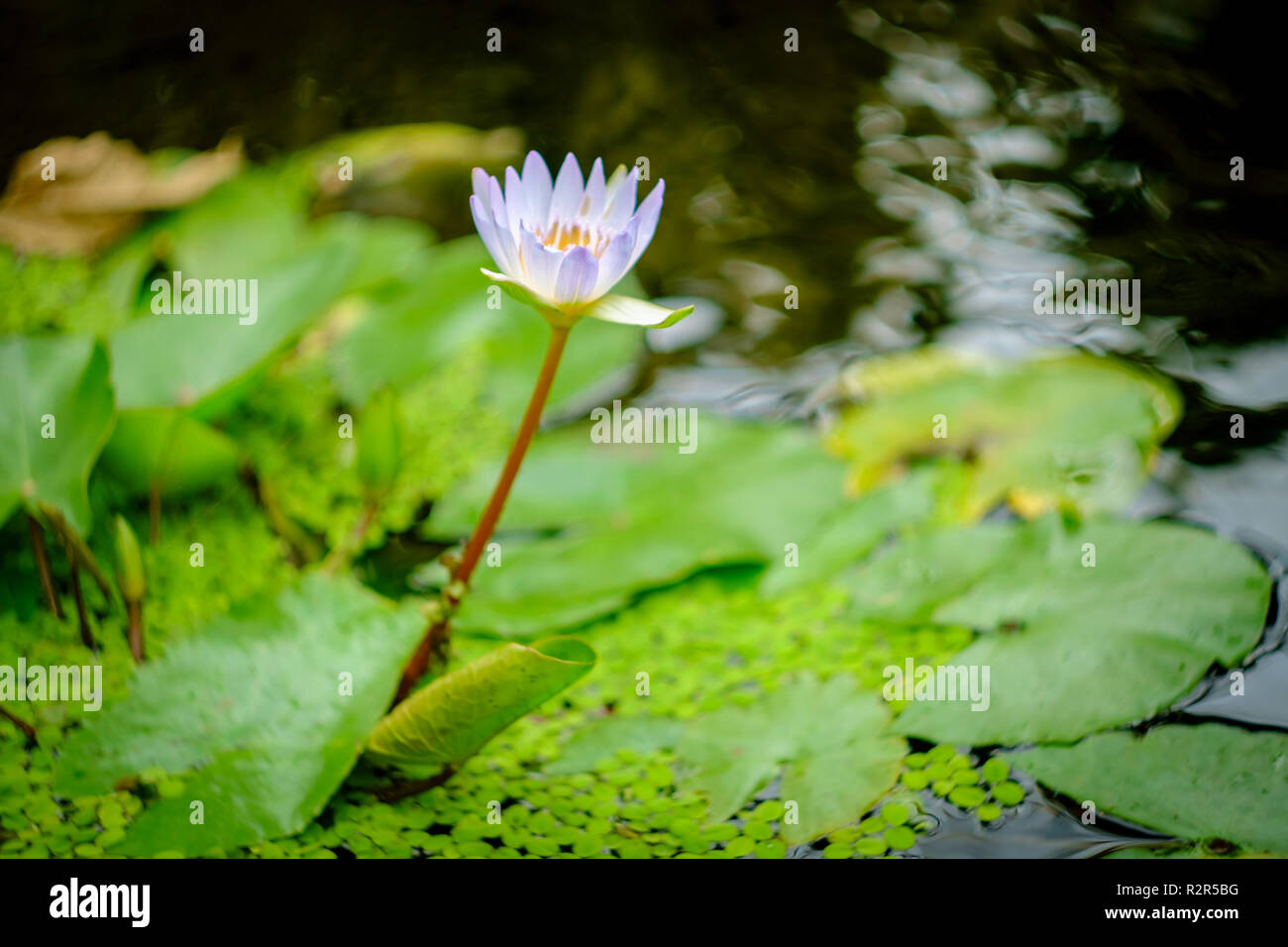 Closeup blue lotus flower with stylized shallow depth of field focus ...