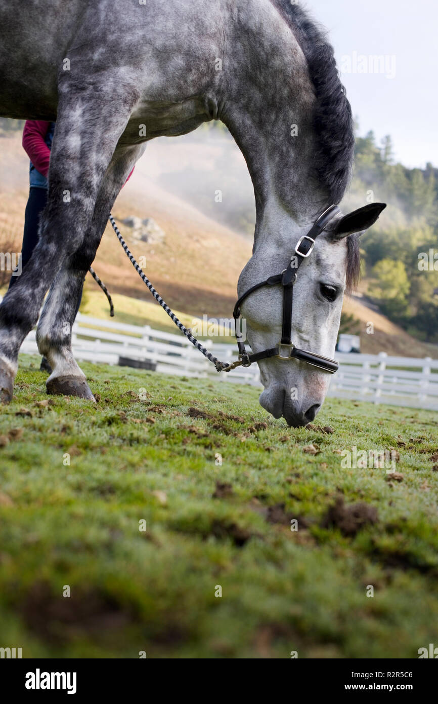 Grey horse grazing in a fenced paddock Stock Photo - Alamy