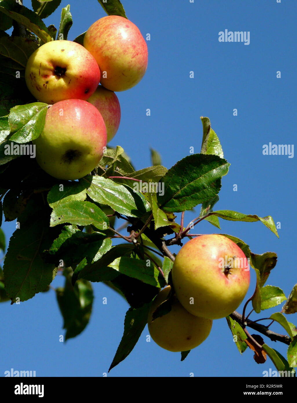 Early maturity hi-res stock photography and images - Alamy