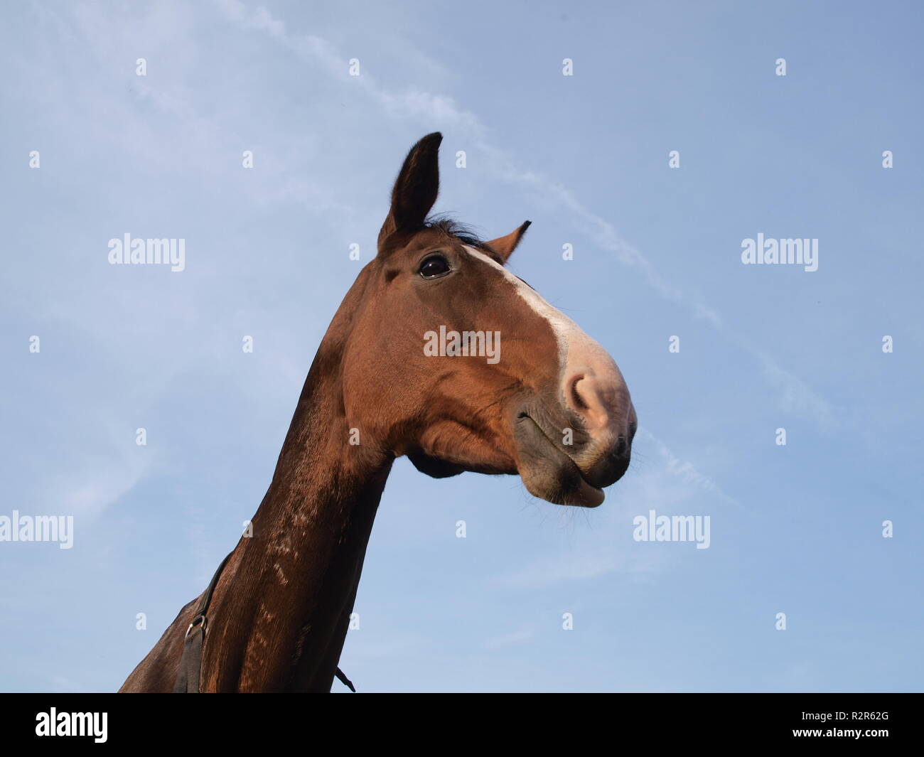 Horse rider perspective hi-res stock photography and images - Alamy