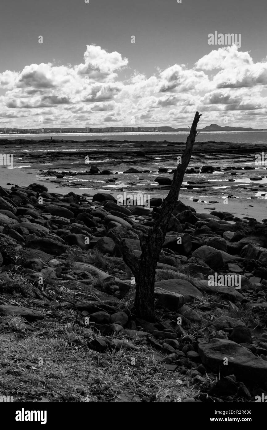 Black and White Beach and Tree Stock Photo - Alamy